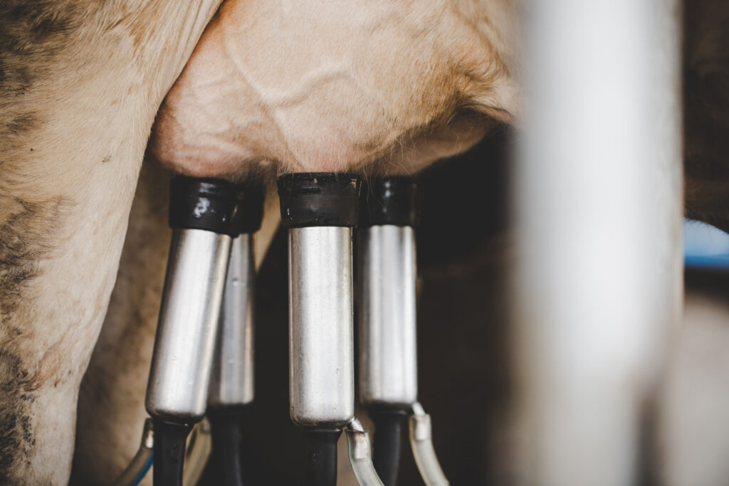 ¿Qué es la mastitis bovina y qué protocolo hay que seguir?